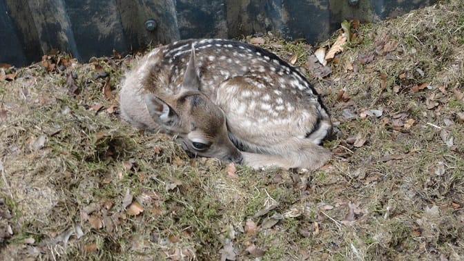 Het damhert - Hertenpark