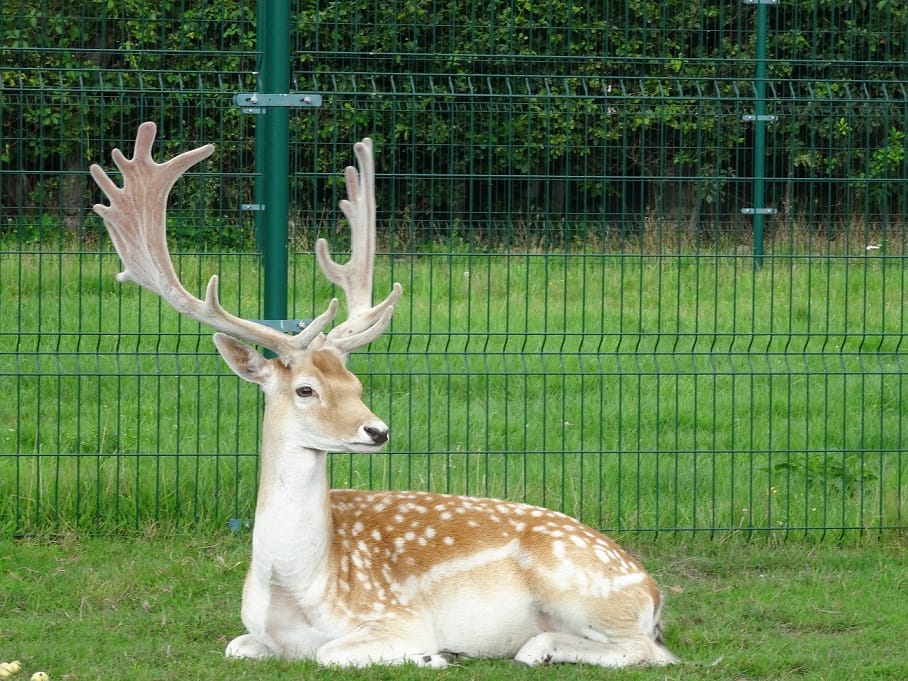 Het damhert - Hertenpark