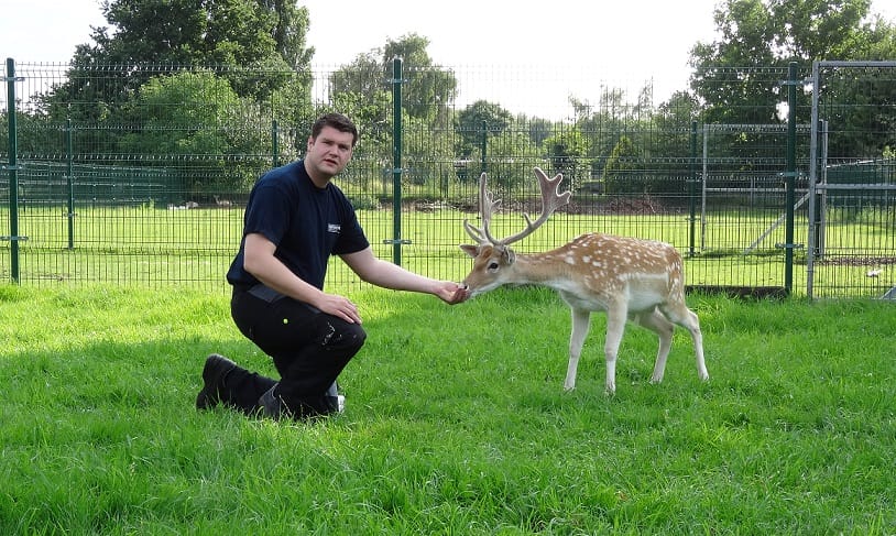 Het damhert - Hertenpark